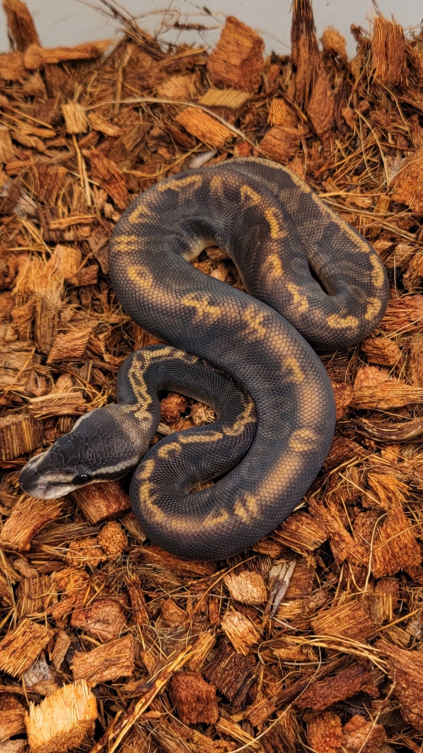 GHI Sunset Ball Python by Morph Jungle - MorphMarket