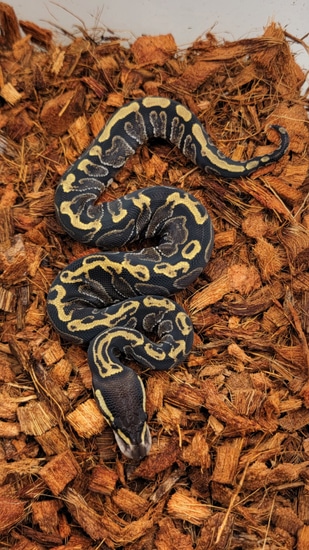 GHI Het Sunset Ball Python by Morph Jungle