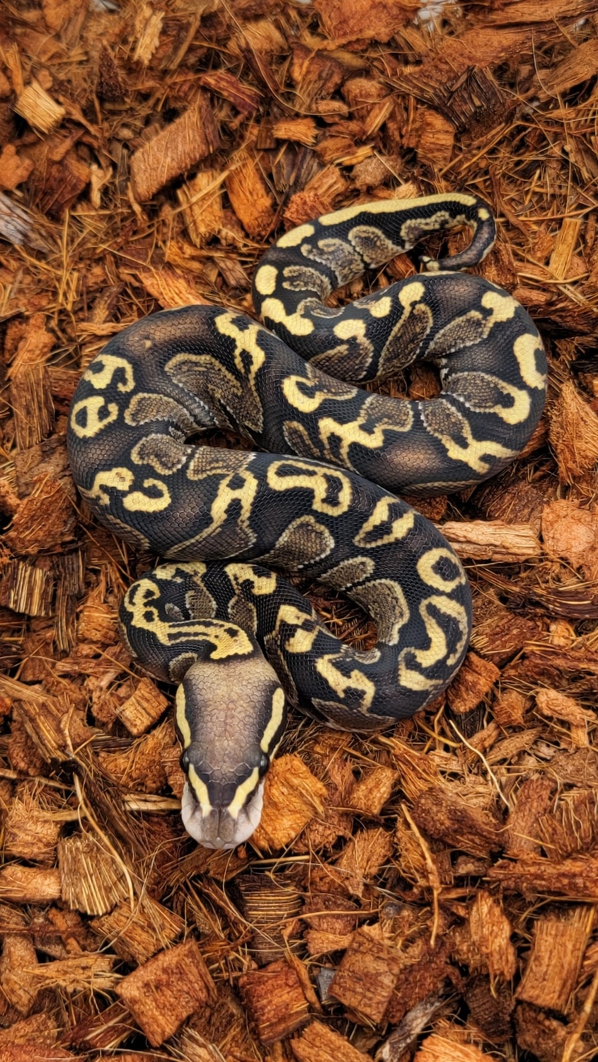 GHI Vanilla Het Sunset Ball Python by Morph Jungle - MorphMarket