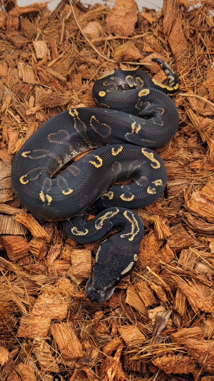 GHI Yellowbelly Blackhead Ball Python by Morph Jungle - MorphMarket