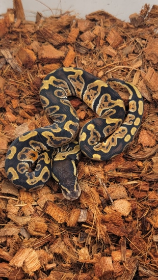 GHI OD Het DG Ball Python by Morph Jungle