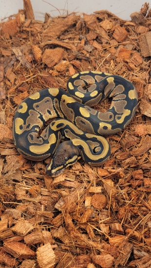 Het DG Ball Python by Morph Jungle