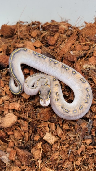 GHI Highway Ball Python by Morph Jungle