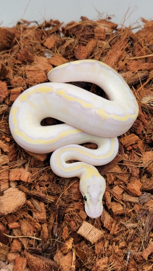 Super Pastel Enchi Vanilla Highway Pos GHI Ball Python by Morph Jungle