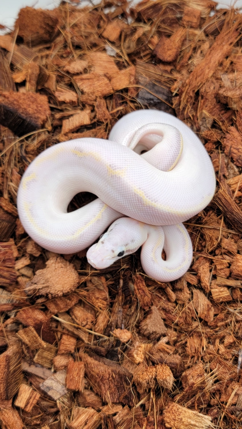 Super Pastel GHI Ivory Ball Python by Morph Jungle - MorphMarket