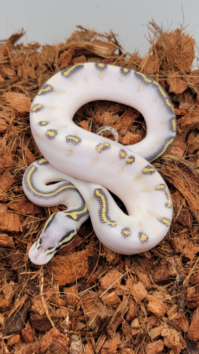 Pastel Enchi GHI Highway Ball Python by Morph Jungle - MorphMarket