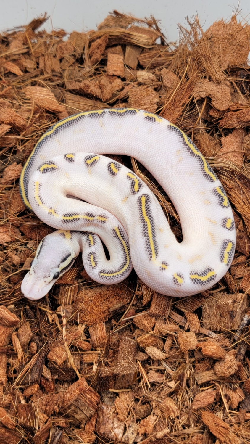 Pastel Enchi GHI Highway Ball Python by Morph Jungle - MorphMarket