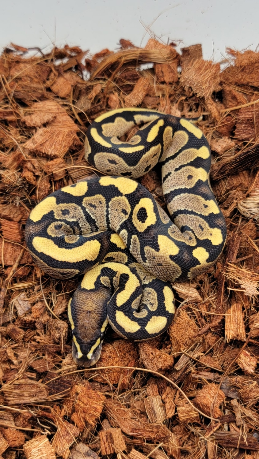 Fire Het Sunset Ball Python by Morph Jungle - MorphMarket