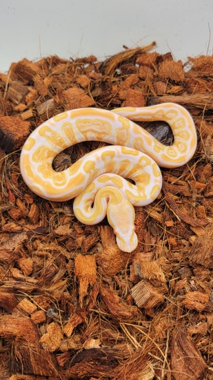 Albino GHI Ball Python by Morph Jungle