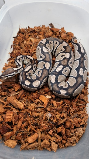 VPI Axanthic Het Clown Ball Python by Morph Jungle