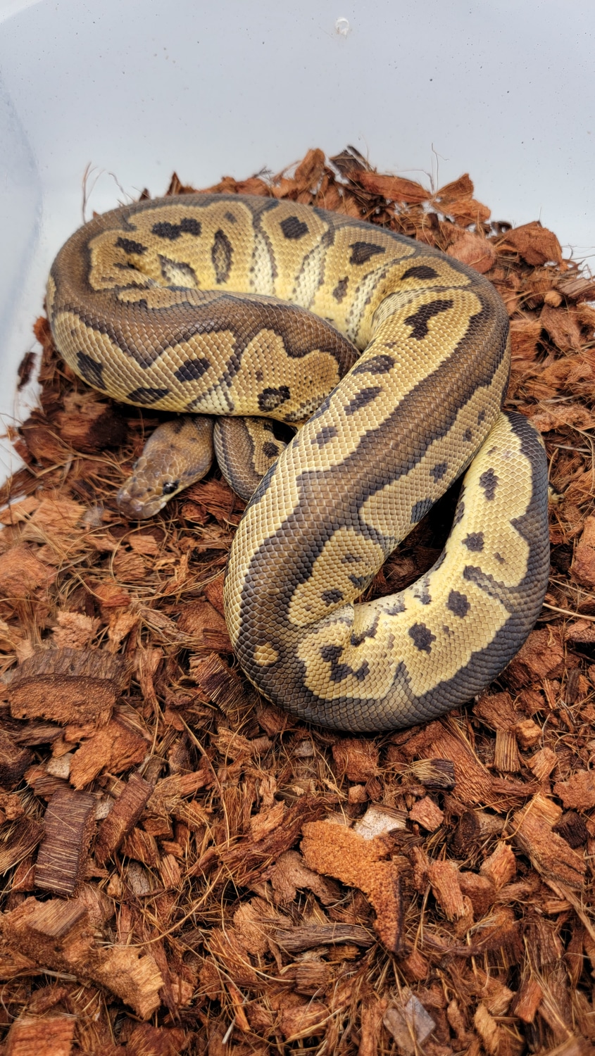 Redstripe Clown Ball Python by Morph Jungle - MorphMarket