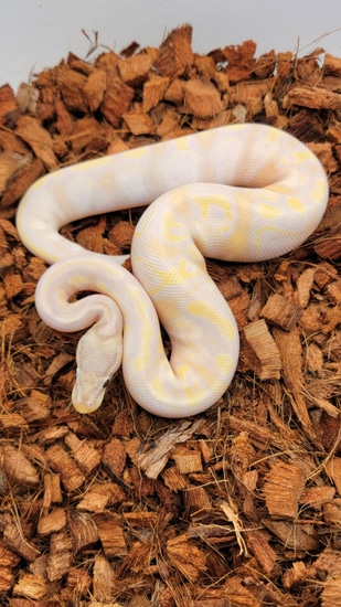 Pastel Super Banana Het Pied Ball Python by Morph Jungle