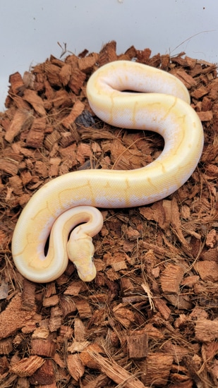 Banana Enchi Spinner Het Pied Female Maker Ball Python by Morph Jungle
