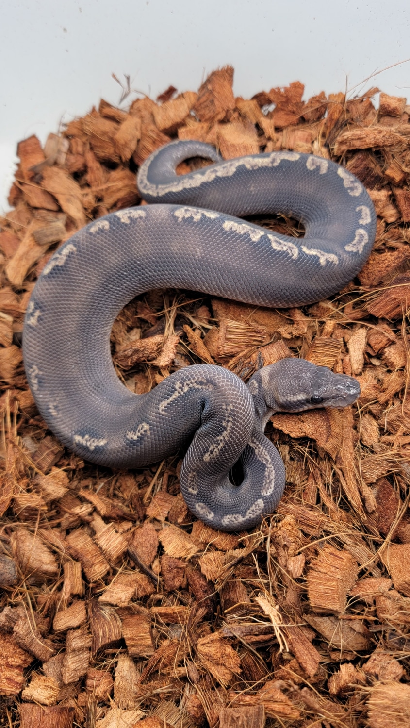 Super GHI HGW Het Ultramel Ball Python by Morph Jungle - MorphMarket