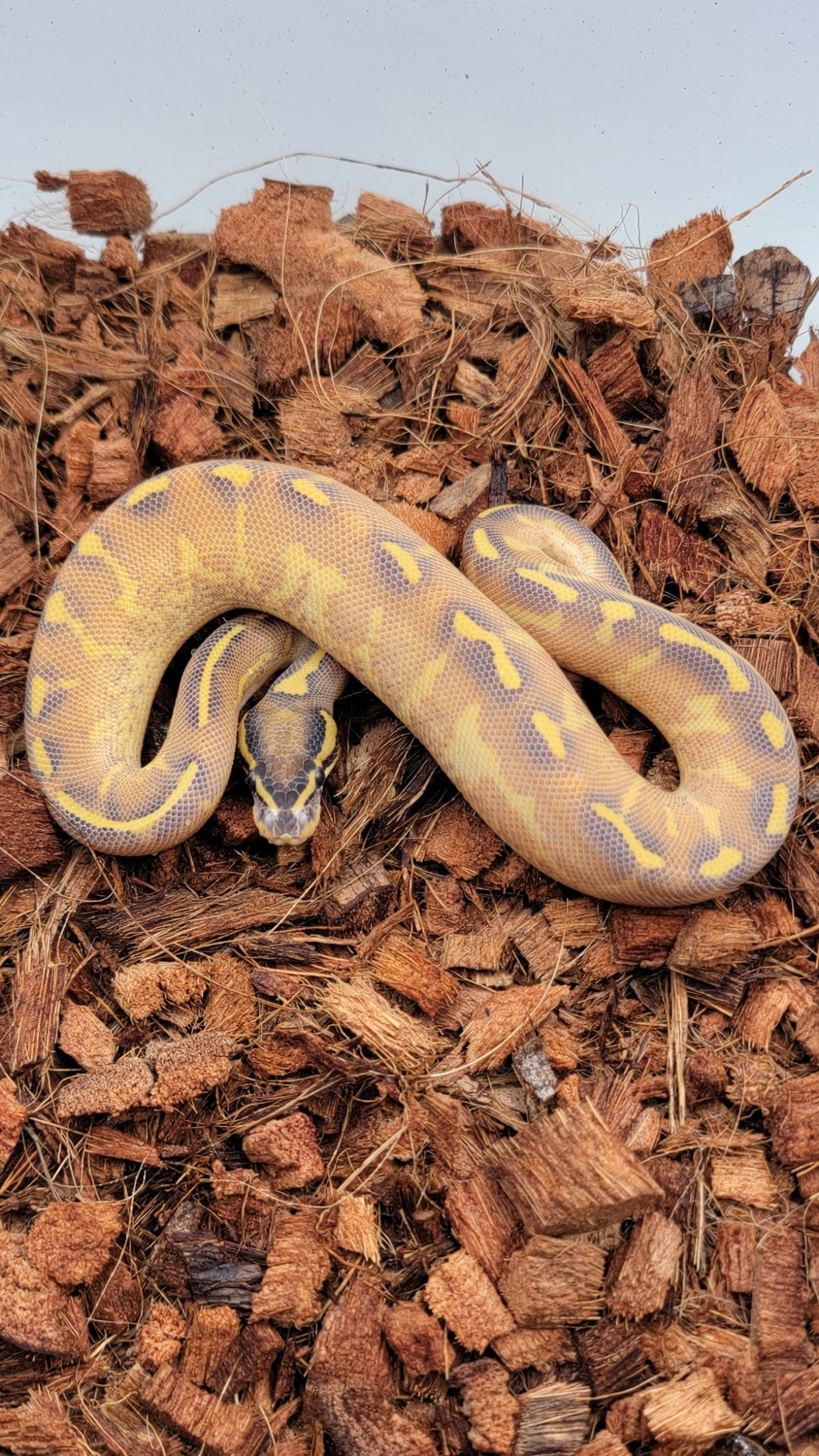 Enchi Highway Ball Python by Morph Jungle - MorphMarket