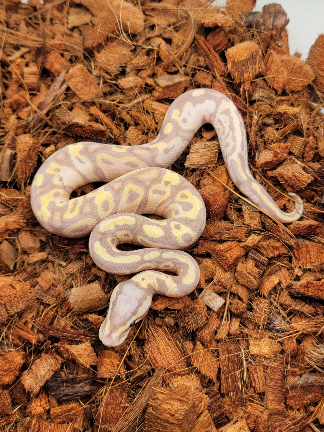 Pastel Banana Het Clown Female Maker Ball Python by Morph Jungle ...