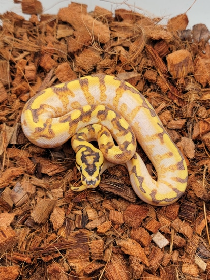Enchi Spider Freeway Ball Python by Morph Jungle