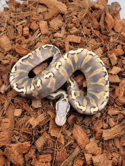 Pastel Vanilla Super GHI Asphalt/Yellowbelly Ball Python by Morph Jungle