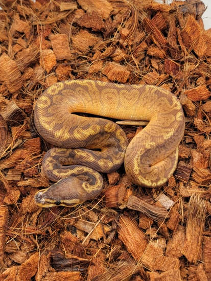 Vanilla Sunset Ball Python by Morph Jungle