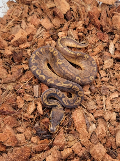 Sunset Ball Python by Morph Jungle