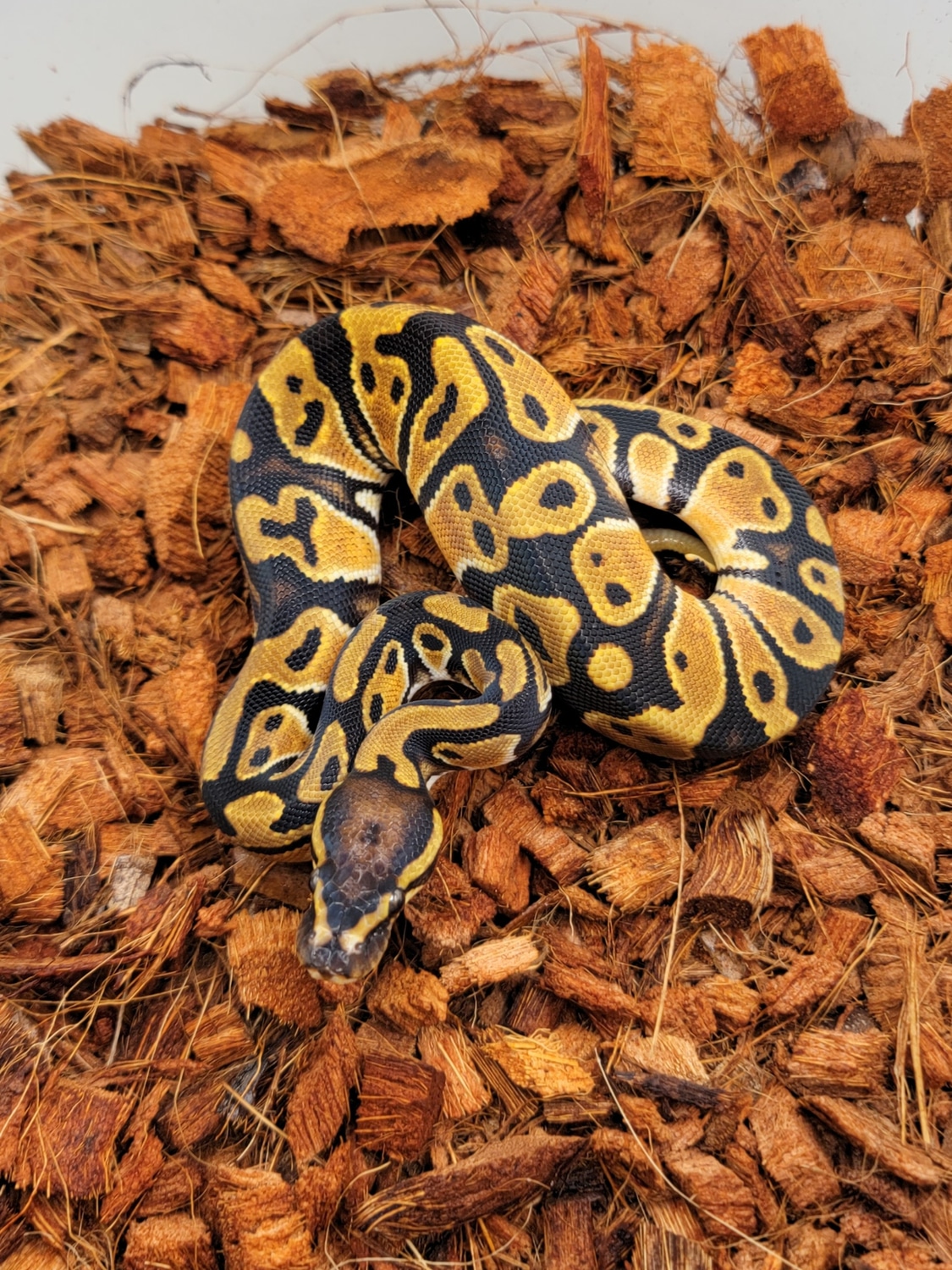 OD DH Clown Pied Ball Python by Morph Jungle - MorphMarket