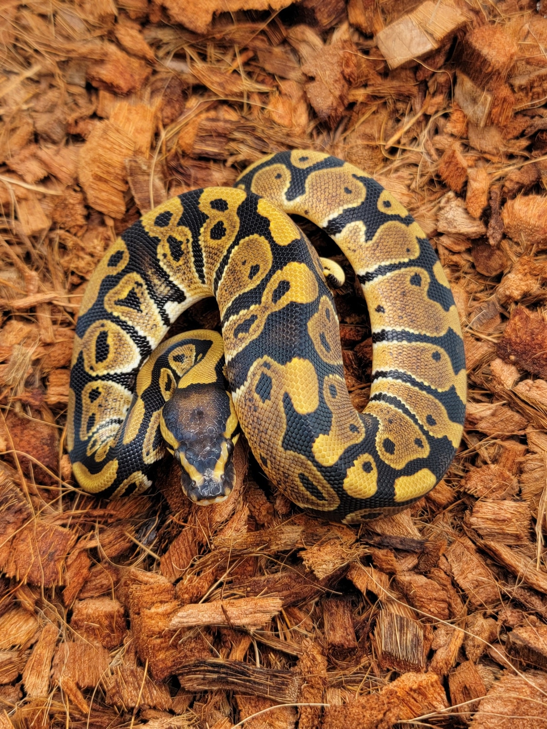 DH Clown Pied Ball Python by Morph Jungle - MorphMarket