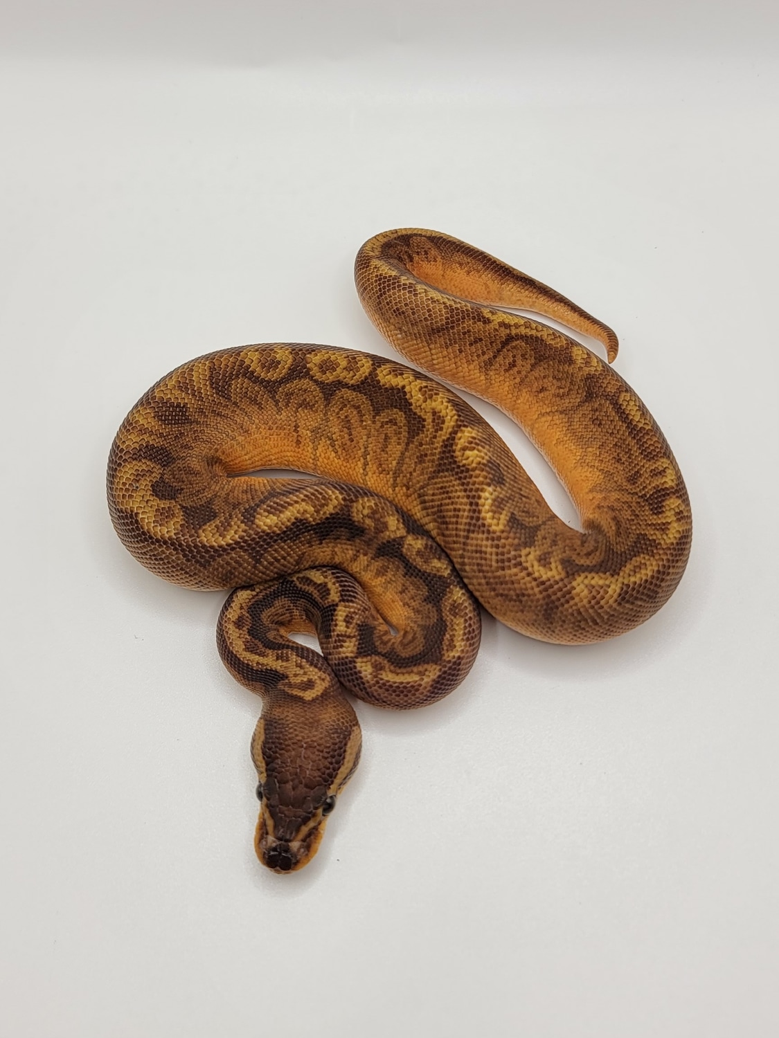 Vanilla Sunset Ball Python by Morph Jungle - MorphMarket