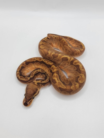 Vanilla Sunset Ball Python by Morph Jungle