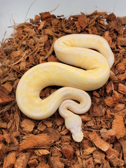 GHI Cinnamon Candino Ball Python by Morph Jungle
