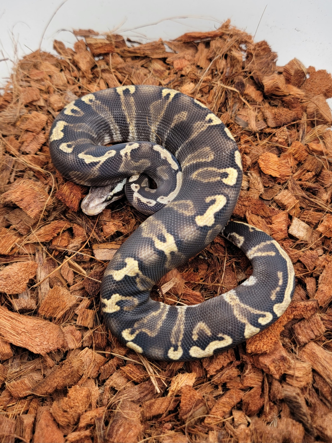 Pastel Super GHI Het DG Ball Python by Morph Jungle - MorphMarket