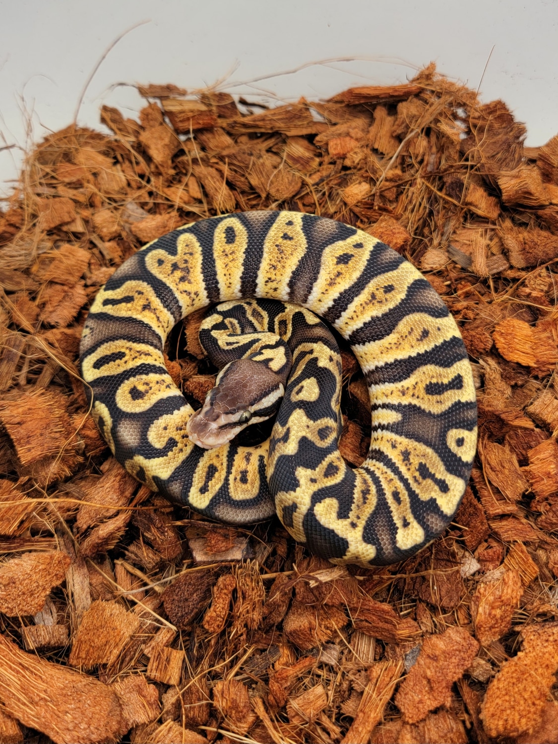 Pastel GHI Het DG Ball Python by Morph Jungle - MorphMarket