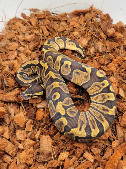 GHI Enchi Het DG Ball Python by Morph Jungle