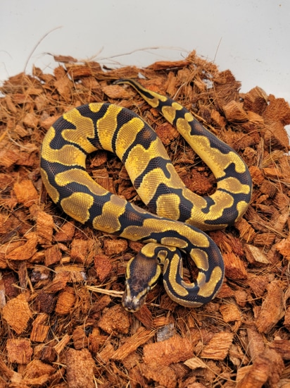 Enchi Het DG Ball Python by Morph Jungle