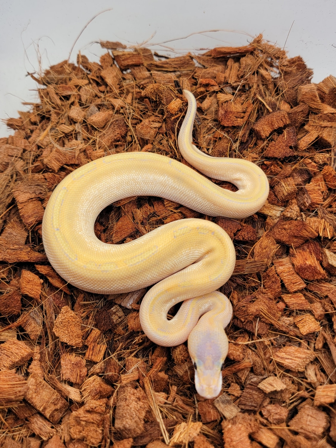 Champagne Ghost Ball Python by Morph Jungle - MorphMarket