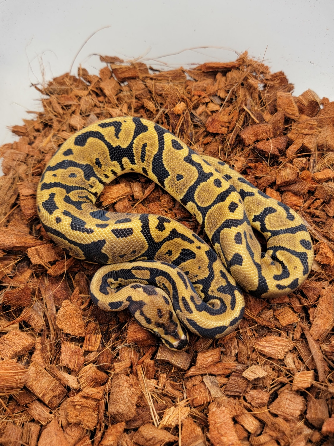 Acid Spotnose Yellowbelly Ball Python by Morph Jungle - MorphMarket