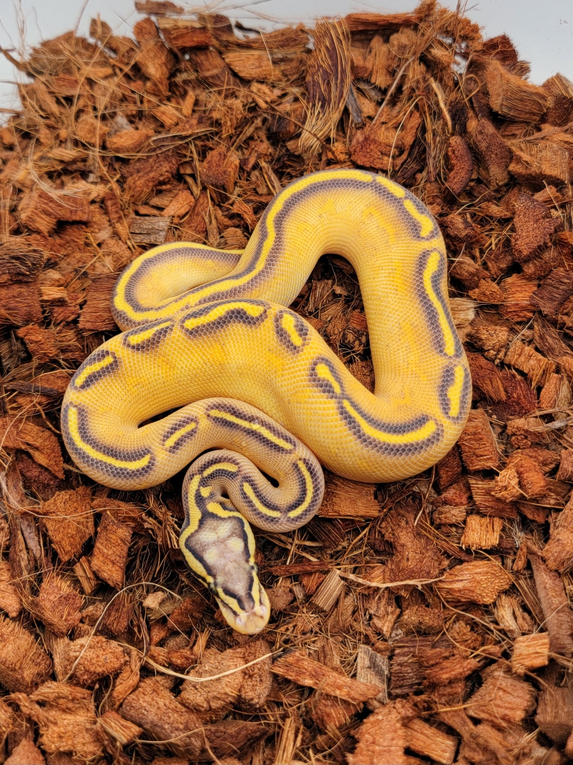 Pastel Enchi GHI Freeway Ball Python by Morph Jungle - MorphMarket