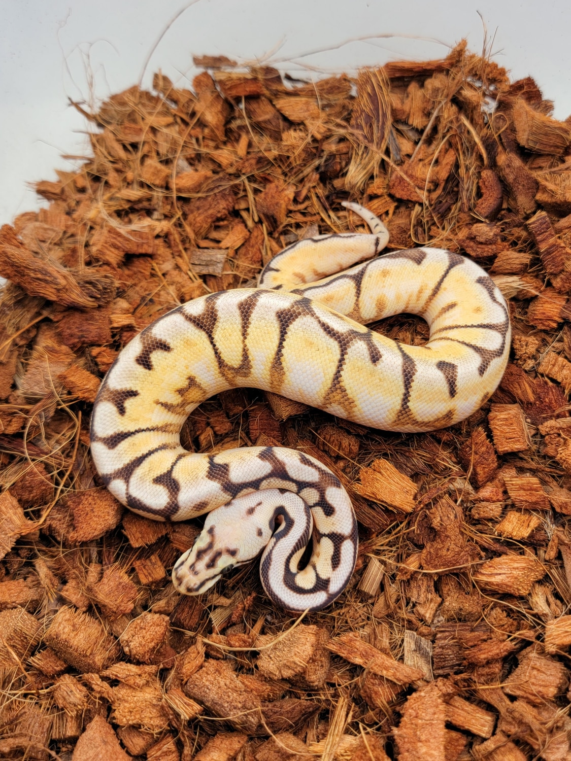 Enchi Cinnamon Bumblebee Asphalt Ball Python by Morph Jungle - MorphMarket