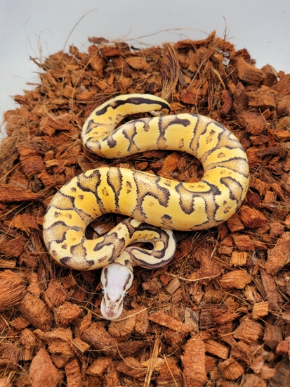 Pastel Super Vanilla Asphalt/Yellowbelly Ball Python by Morph Jungle