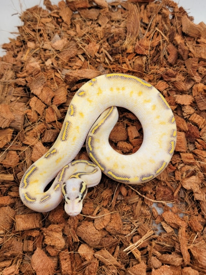 Pastel Enchi GHI Highway Ball Python by Morph Jungle