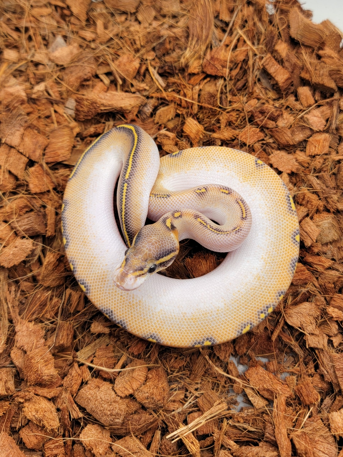 GHI Highway Ball Python by Morph Jungle - MorphMarket