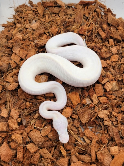 Super Pastel GHI Ivory Ball Python by Morph Jungle
