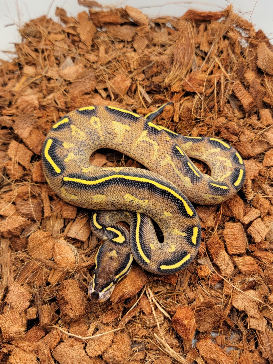 Freeway Ball Python by Morph Jungle - MorphMarket