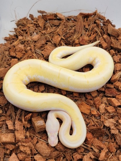 Super Banana Spinnerblast Het Pied Ball Python by Morph Jungle