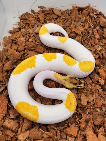 Enchi Fire HGW Yellowbelly Pied Ball Python by Morph Jungle