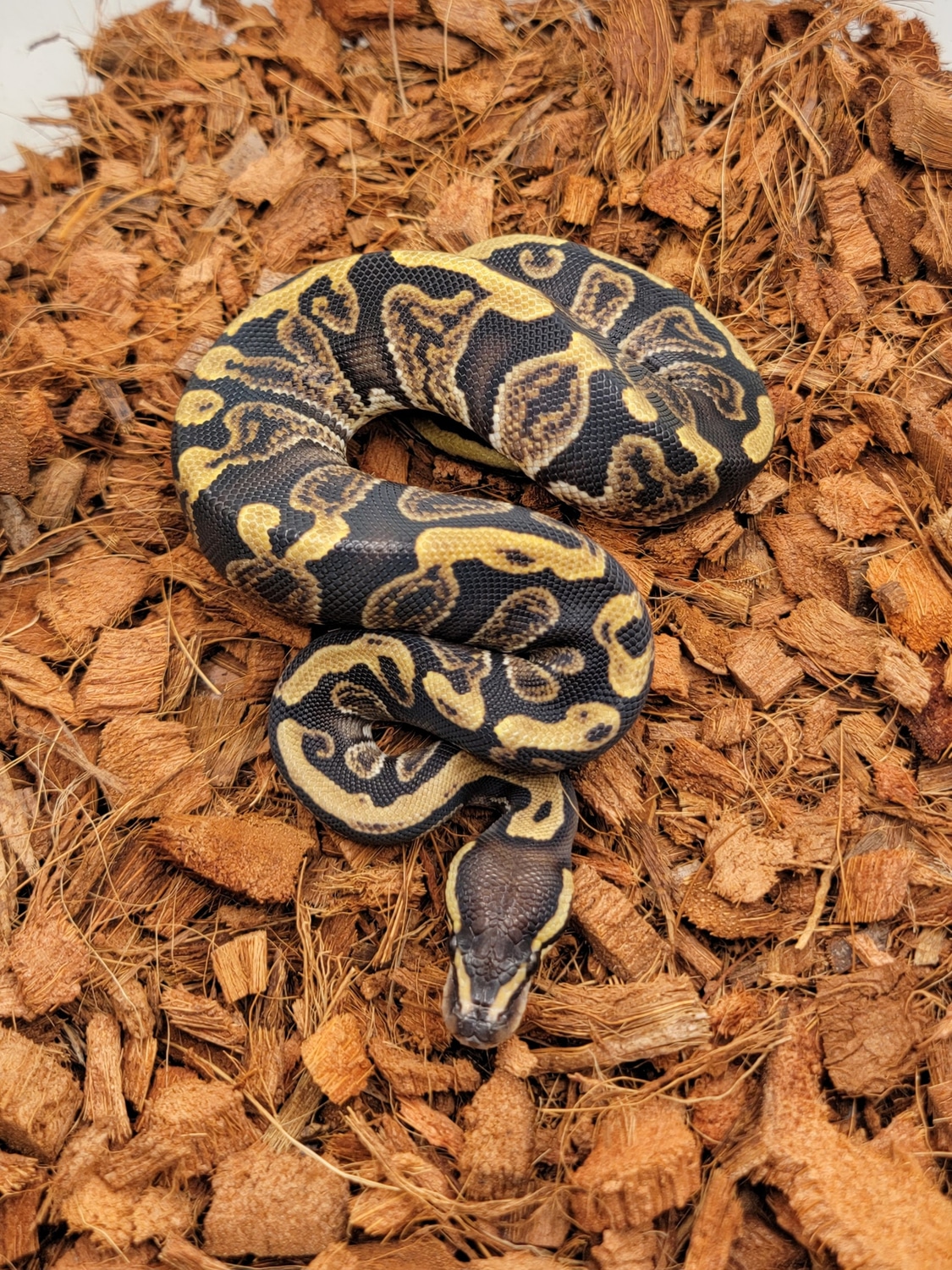 GHI DH Clown Pied Ball Python by Morph Jungle - MorphMarket