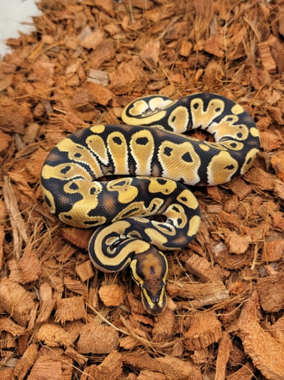 OD Special DH Clown Pied Ball Python by Morph Jungle
