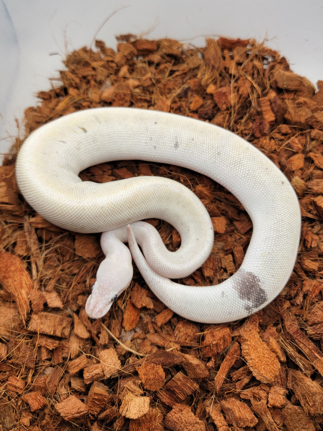 Pastel Lesser HGW Super GHI Het Ultramel Ball Python by Morph Jungle ...