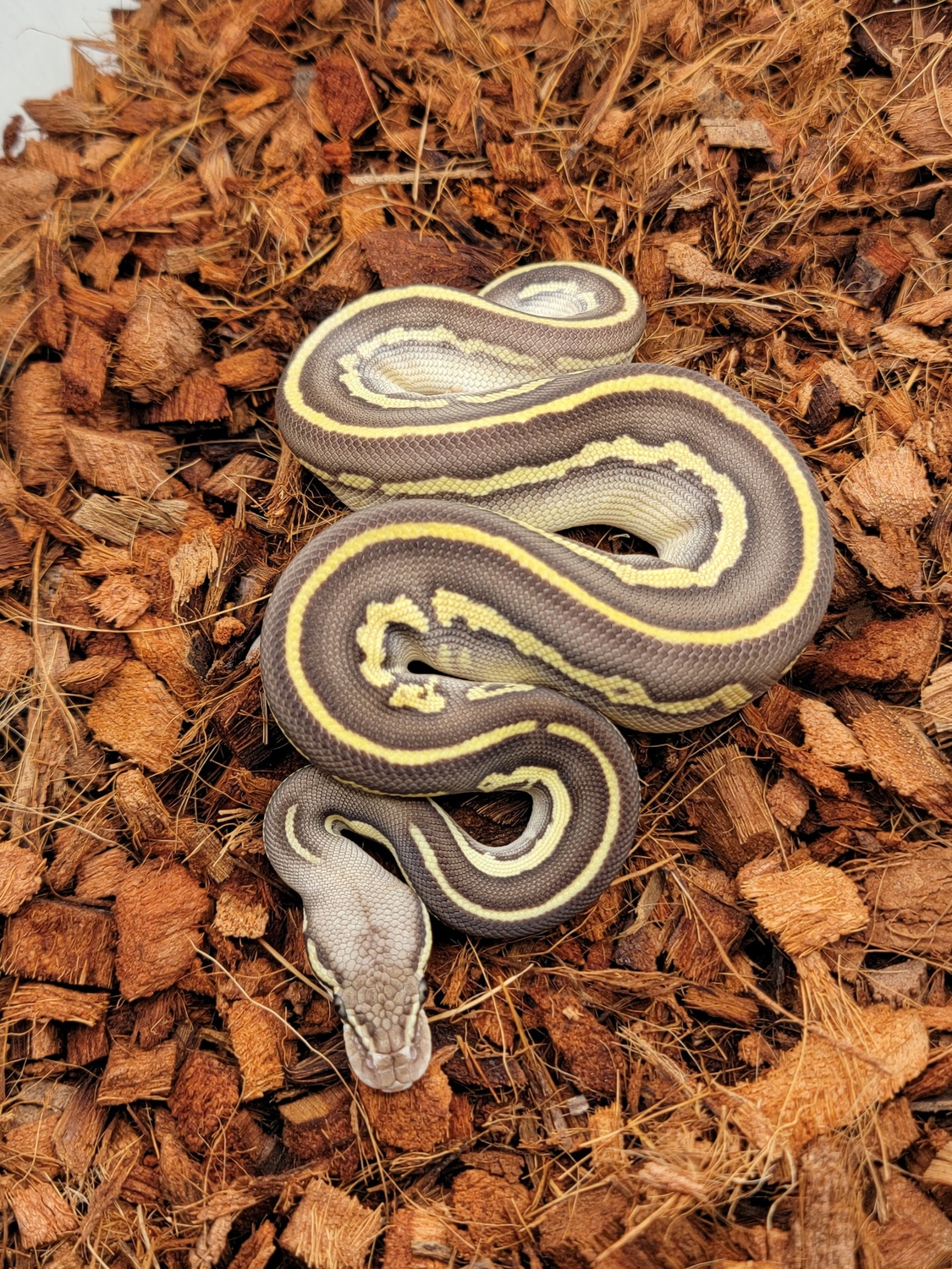 Pastel Lesser Leopard Black Head Ball Python by Morph Jungle - MorphMarket