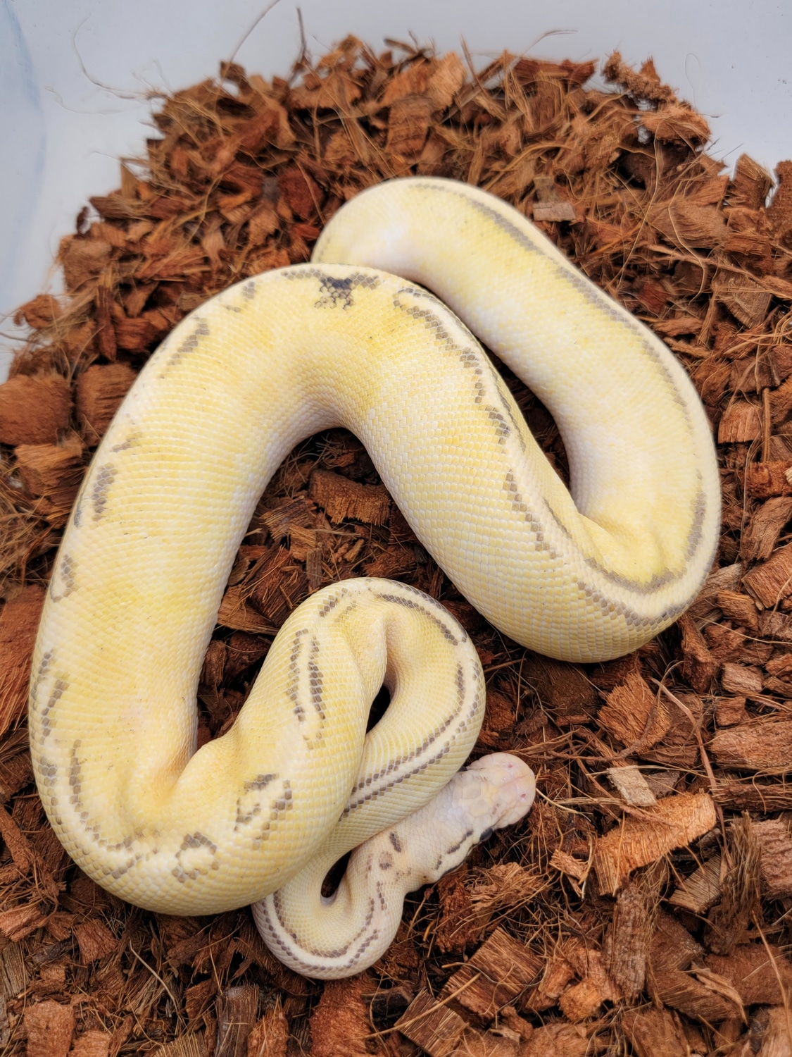 Pastel GHI Freeway Ball Python by Morph Jungle - MorphMarket