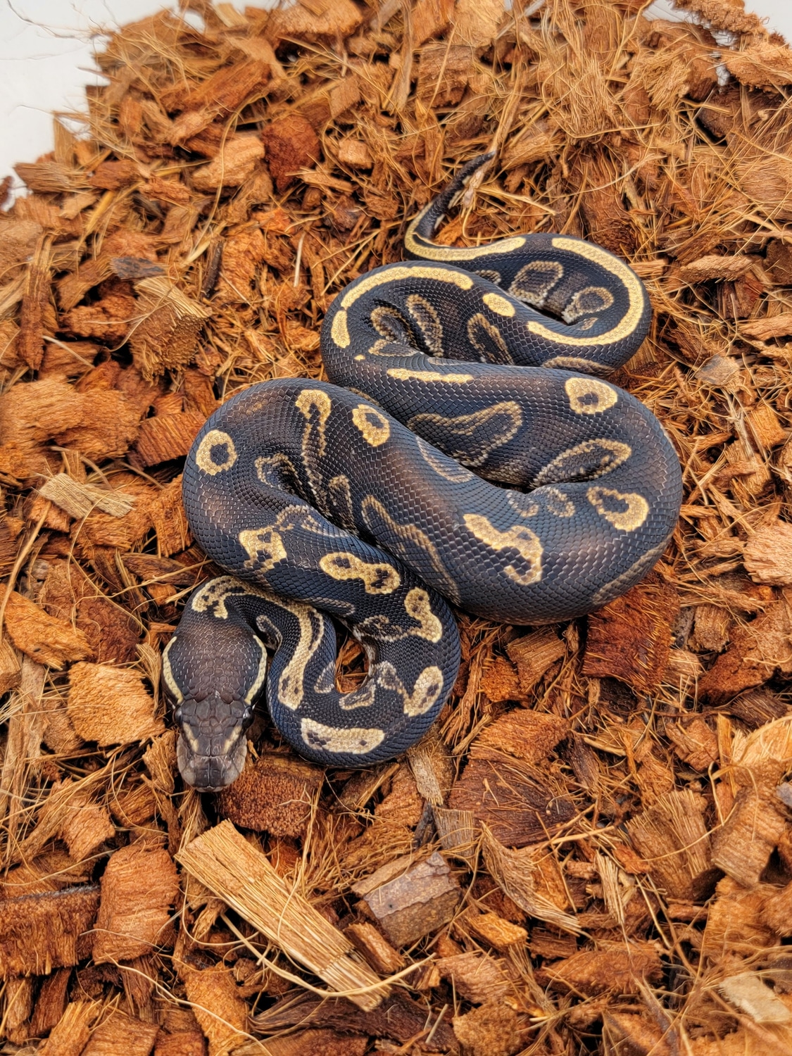 GHI Vanilla Black Head Ball Python by Morph Jungle - MorphMarket